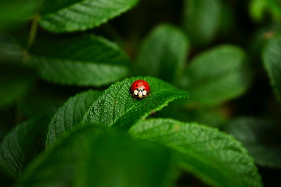 Dragonflies, Ladybugs, and Signs From My Daughter - Alive in Memory