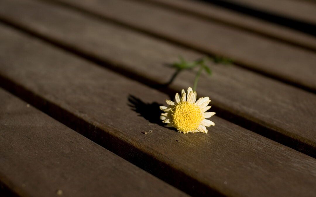 829679_84791344 - Alive in Memory
